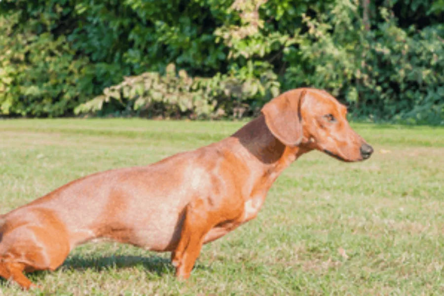 How to Potty Train a Dog: Step-by-Step | My Home Treats