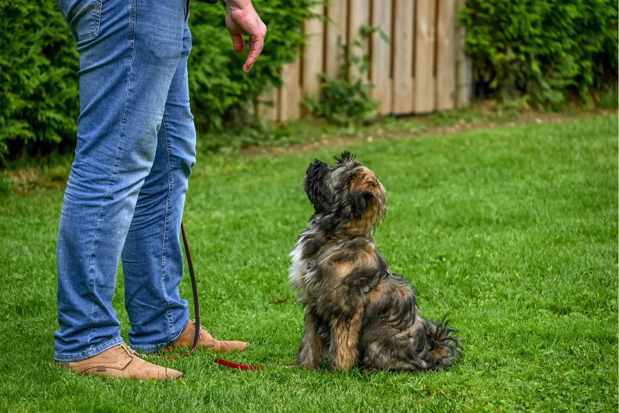 Positive Reinforcement Dog Training | My Home Treats
